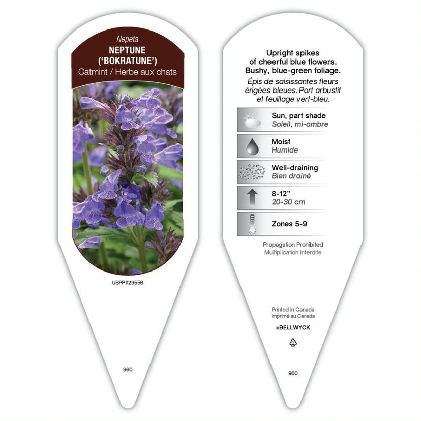 Nepeta Neptune sturdy plant id tag with description, picture, and plant ...