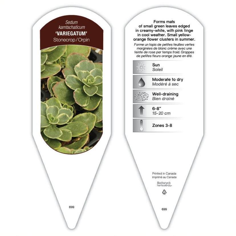 Sedum Variegatum sturdy plant id tag with description, picture, and ...