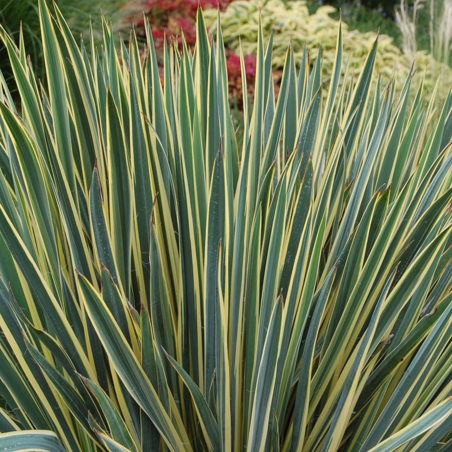 Yucca Bright Edge liners from Emerald Coast Growers