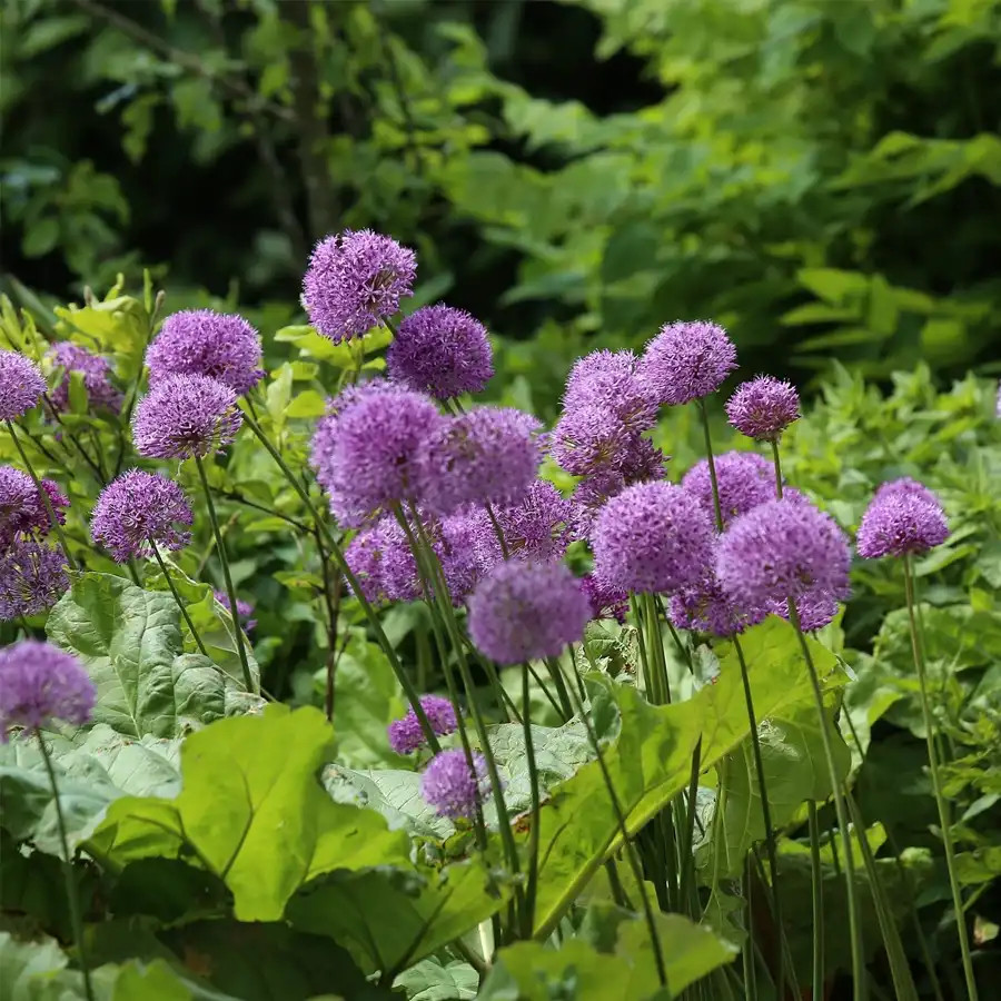 Allium Millenium liners from Emerald Coast Growers
