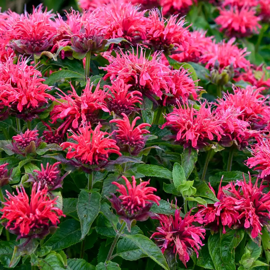Monarda Sugar Buzz Cherry Pops liners from Emerald Coast Growers