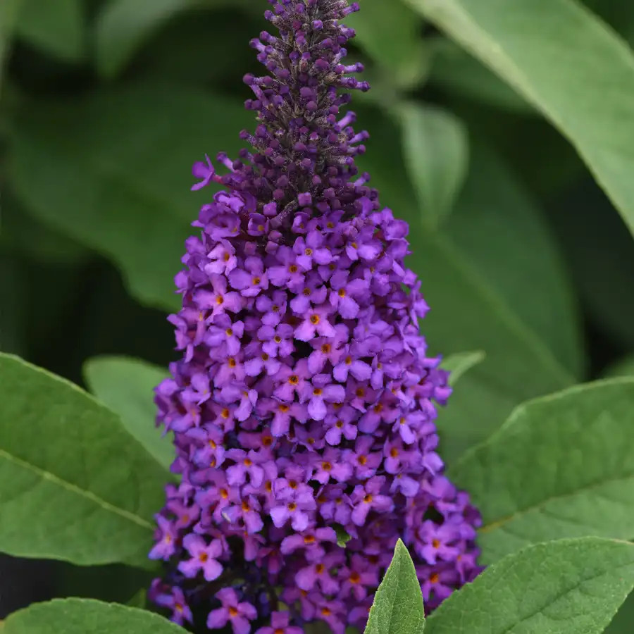 Buddleia Chrysalis Purple liners from Emerald Coast Growers