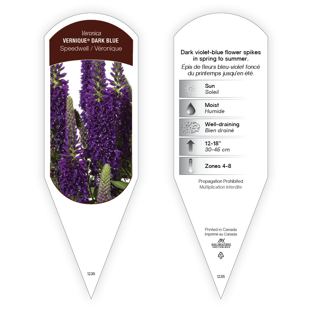 Veronica longifolia Vernique® Dark Blue sturdy plant id tag with ...