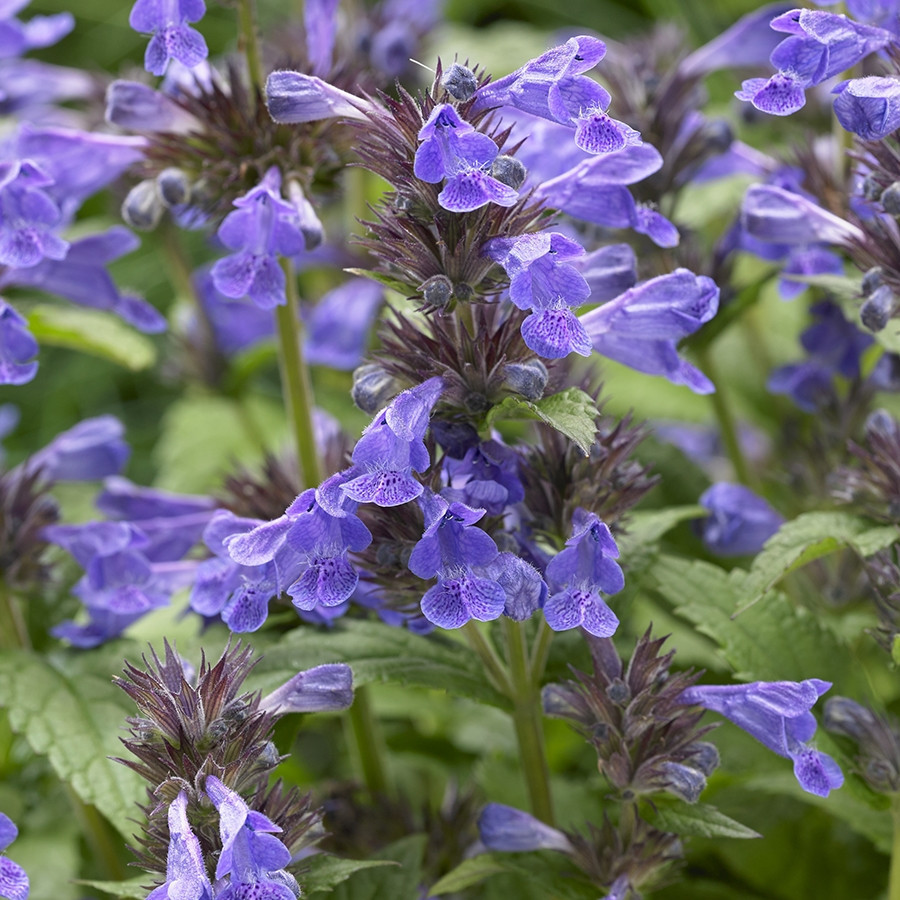 Nepeta Neptune liners from Emerald Coast Growers
