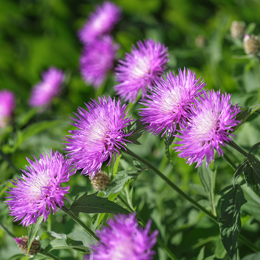Stokesia Colorwheel liners from Emerald Coast Growers