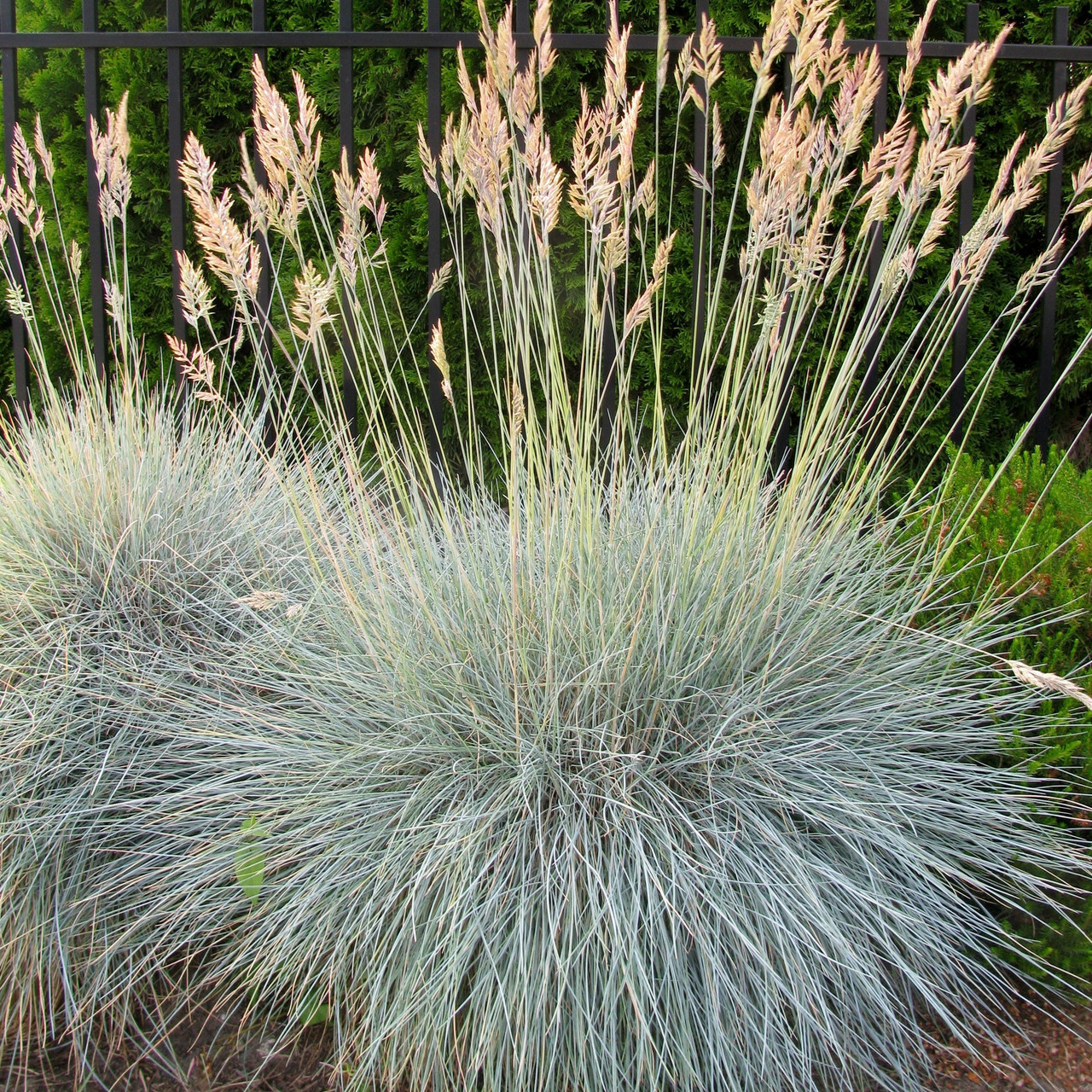 Festuca Boulder Blue liners from Emerald Coast Growers