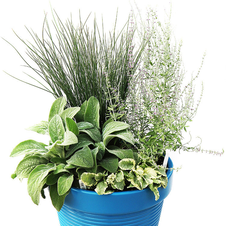 Juncus Products - Emerald Coast Growers