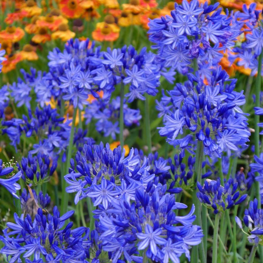 Amsonia Butterscotch liners from Emerald Coast Growers