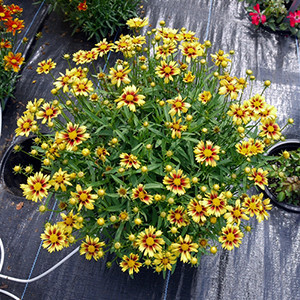 Coreopsis Little Bang Enchanted Eve liners from Emerald Coast Growers