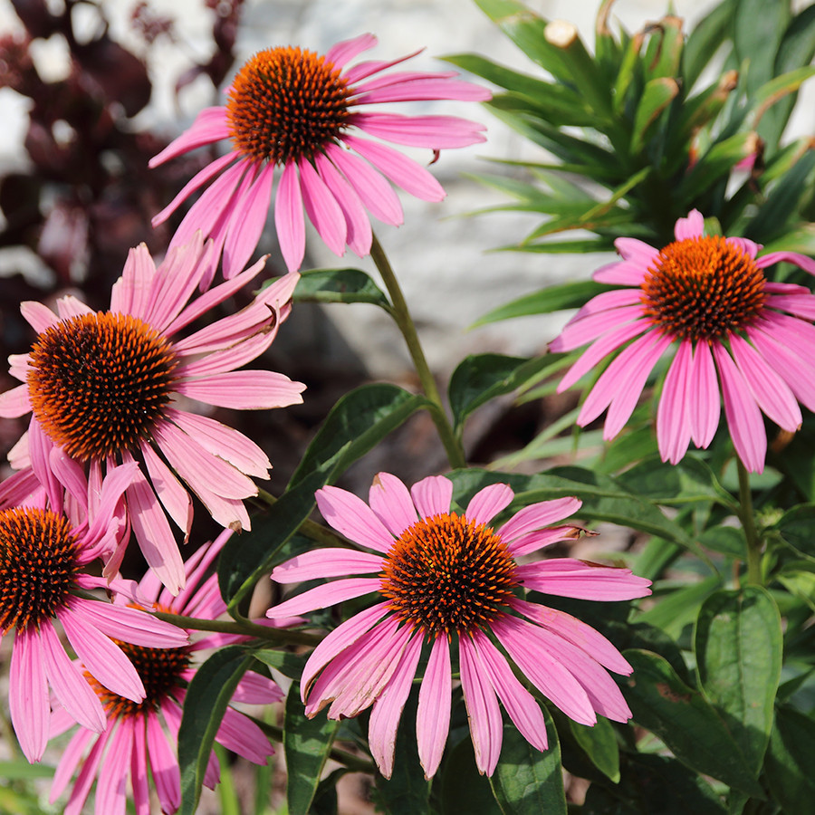 Echinacea Ruby Star liners from Emerald Coast Growers