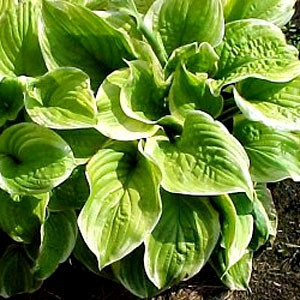 Our Plants - Hosta - Emerald Coast Growers