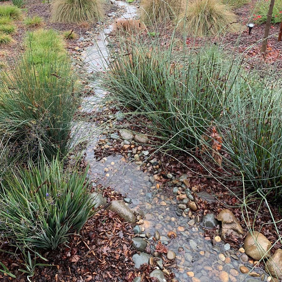 Amsonia Butterscotch liners from Emerald Coast Growers