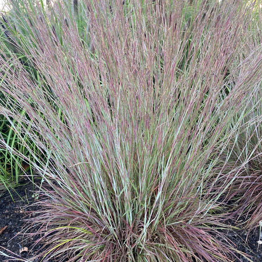 Schizachyrium Sandhill liners from Emerald Coast Growers