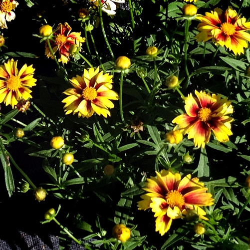 Coreopsis Little Bang Enchanted Eve liners from Emerald Coast Growers