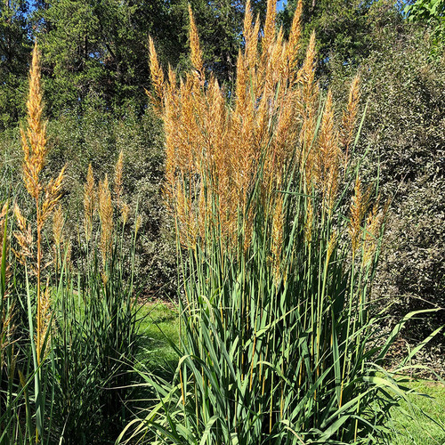 Sorghastrum Golden Sunset liners from Emerald Coast Growers