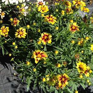 Coreopsis Little Bang Enchanted Eve liners from Emerald Coast Growers