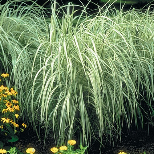 Miscanthus Variegatus liners from Emerald Coast Growers