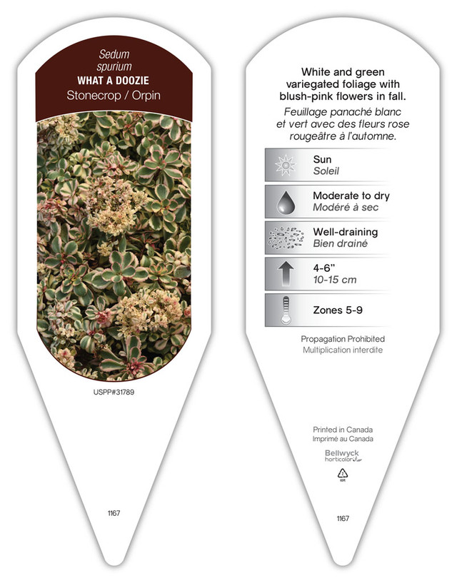 Sedum Tags Products - Emerald Coast Growers