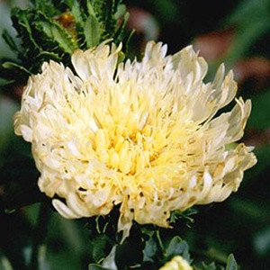 Stokesia Divinity liners from Emerald Coast Growers