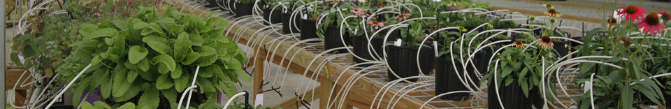 Plant Collections - Patented Plants - Page 1 - Emerald Coast Growers