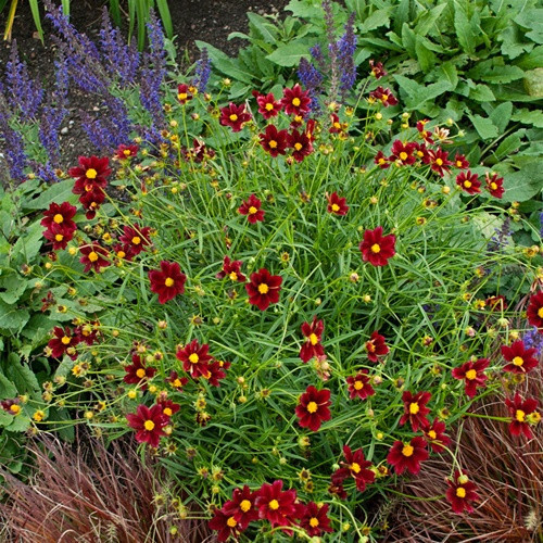 Coreopsis PermaThread Red Satin liners from Emerald Coast Growers