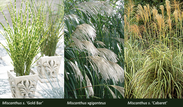 Bring the Heat with Warm Season Grasses - Miscanthus - Emerald Coast ...