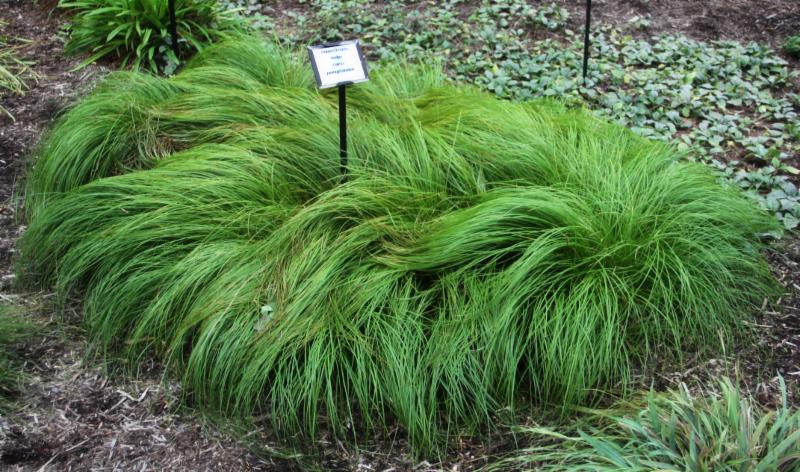A Crave Worthy Carex Collection - Emerald Coast Growers
