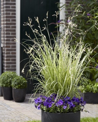 Shooting Star Grass, Flowers that Shine Like Stars! - Emerald Coast Growers