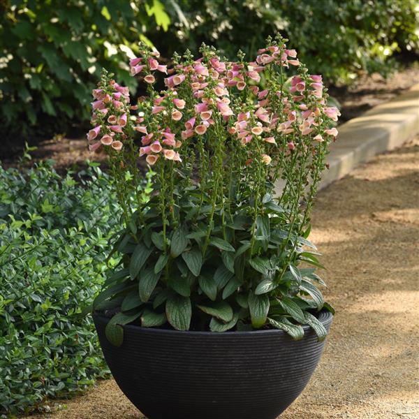 Digitalis hybrida Arctic Fox™ Series - Blooms All Summer. - Emerald ...