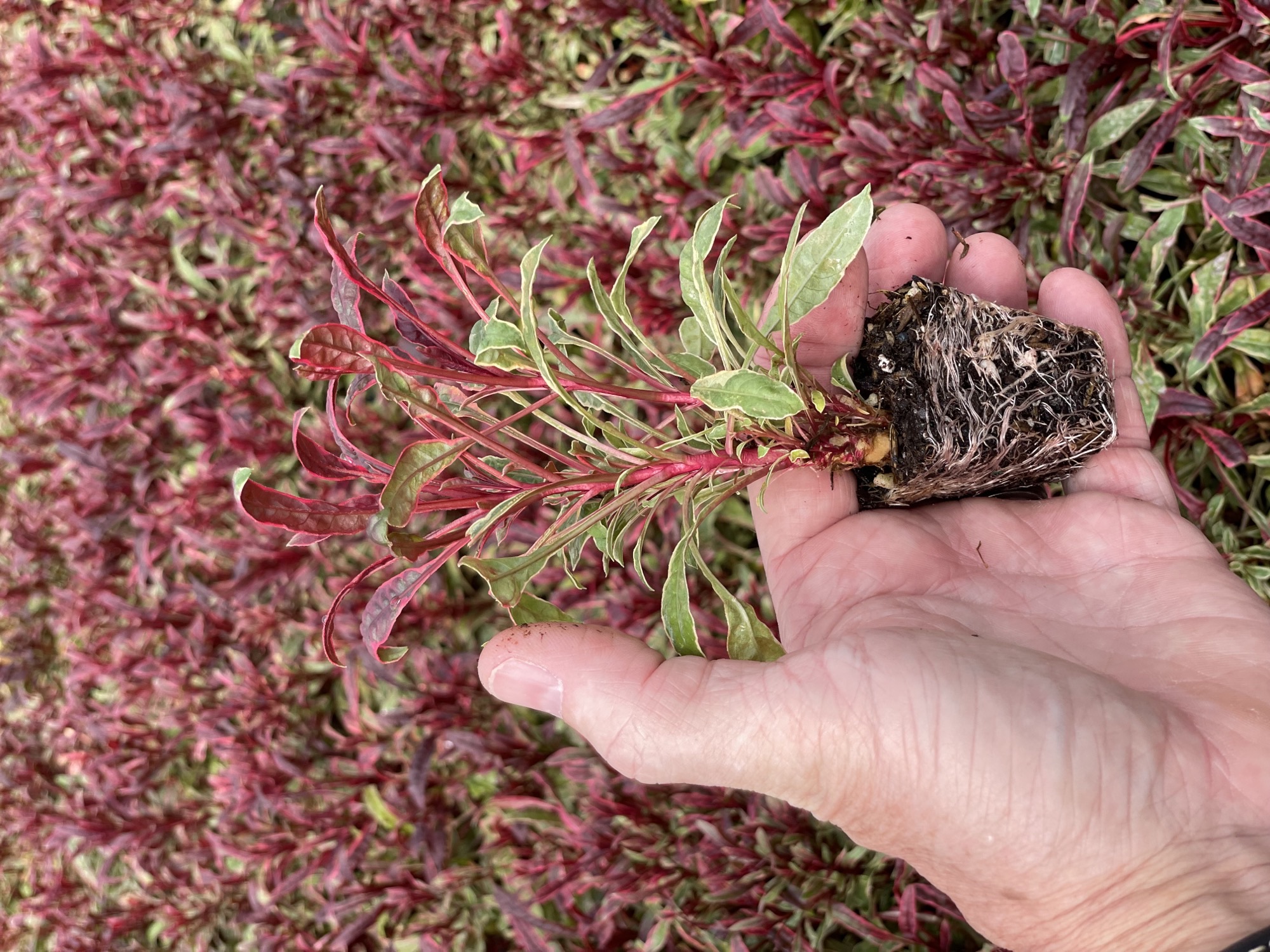 Gaura is Garden Magic! Gaura lindheimeri - Emerald Coast Growers