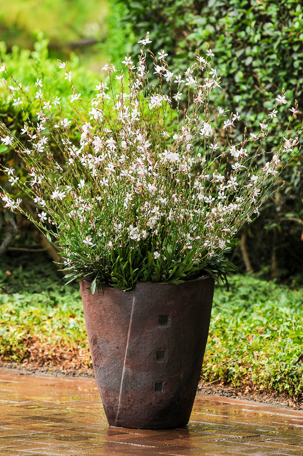 Gorgeous Gaura lindheimeri - Emerald Coast Growers