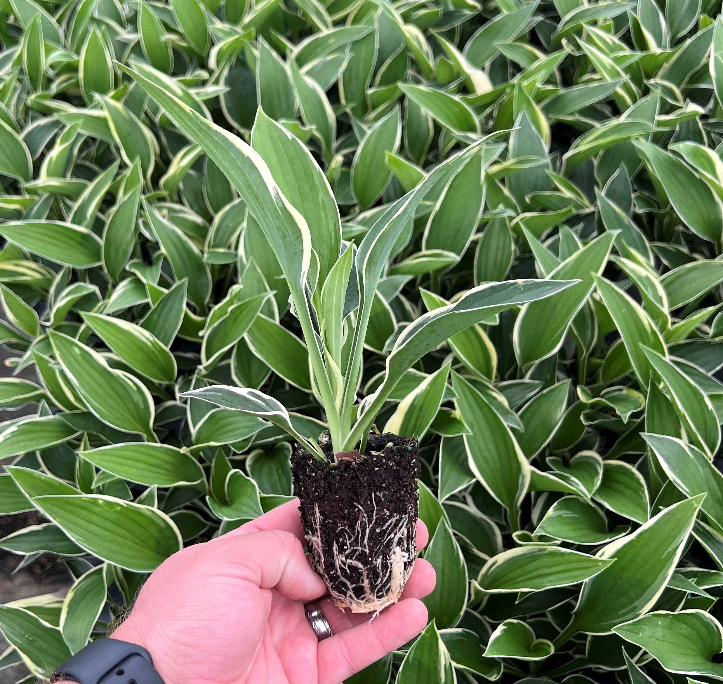 Summer Grown Hosta = Eyes for the Future - Emerald Coast Growers