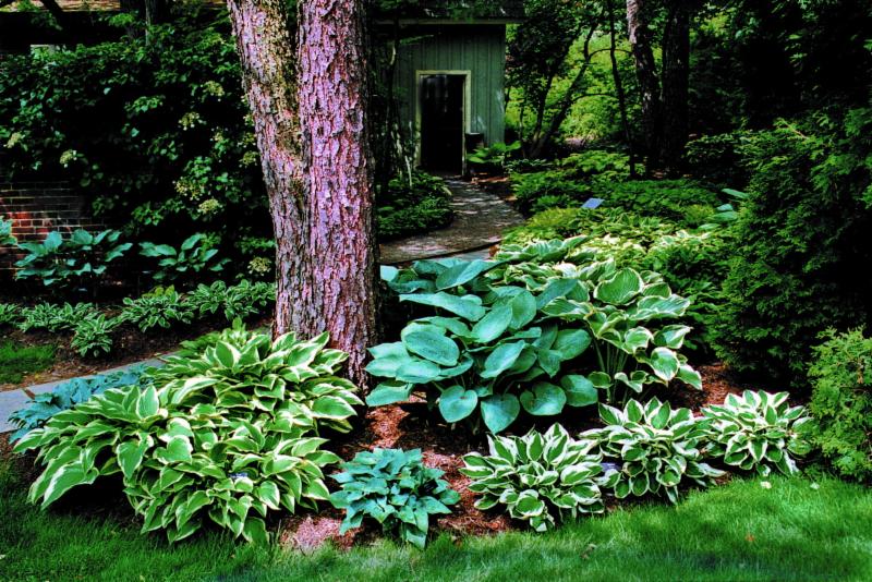 Host a Hosta Party! - Emerald Coast Growers