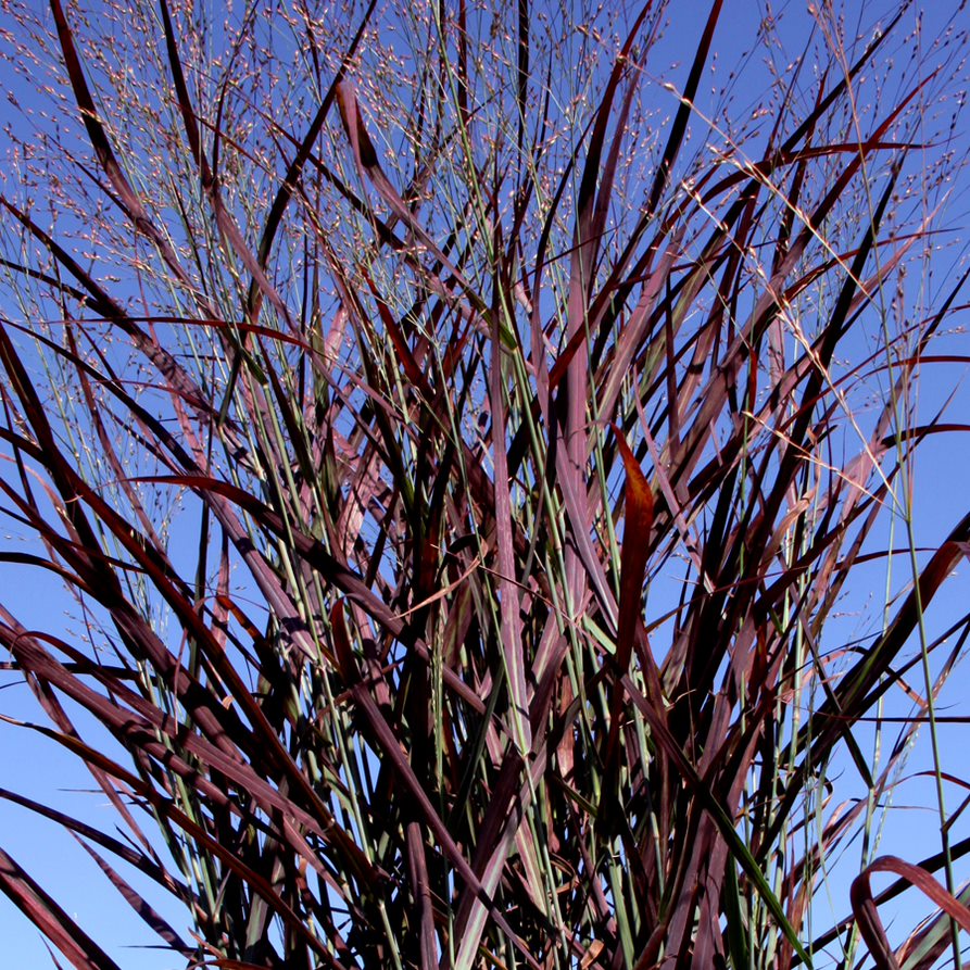 Pretty Tough! Panicum virgatum - Emerald Coast Growers