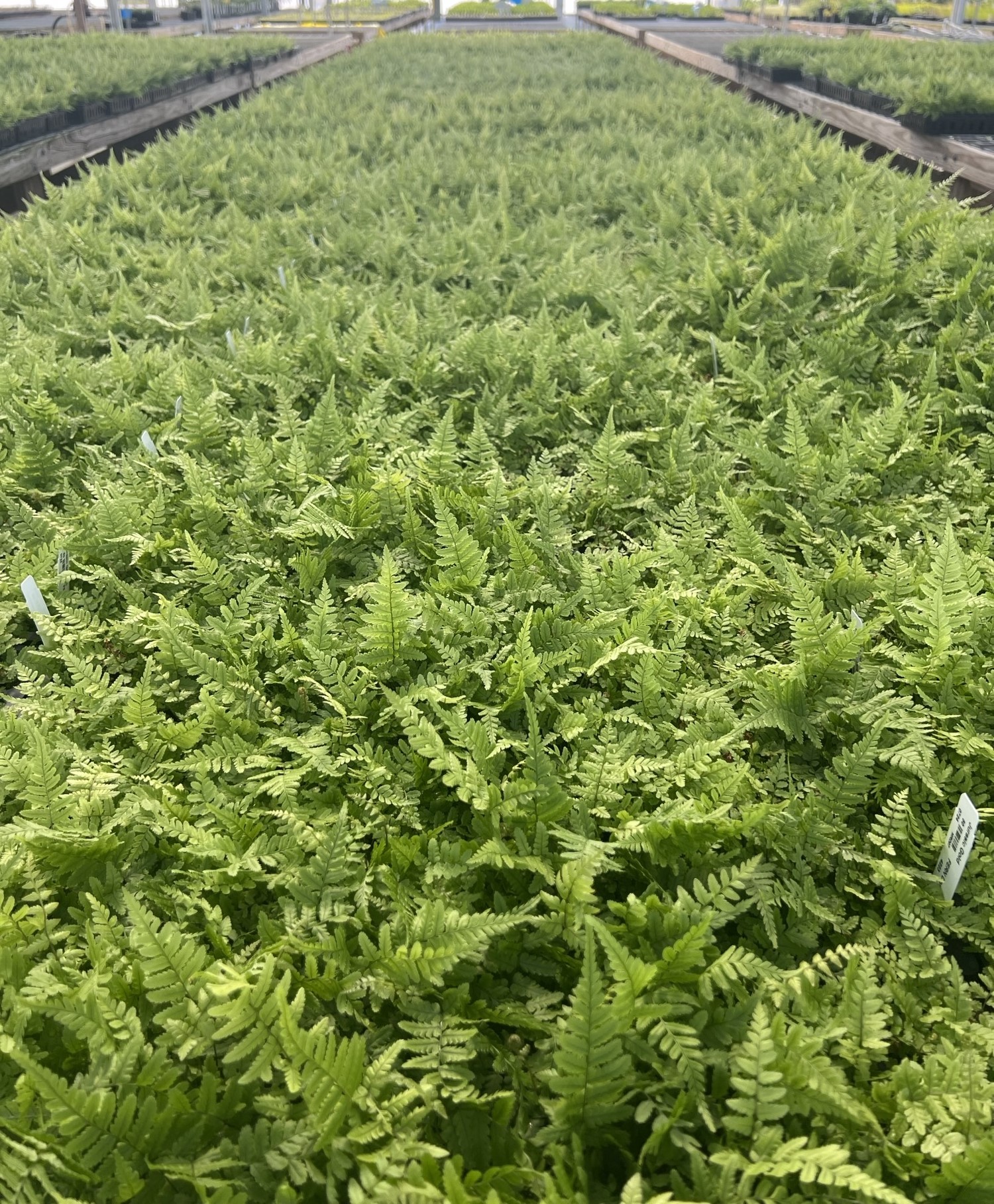 Survival of the Fittest: Ferns - Emerald Coast Growers