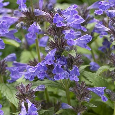 Gardens of the Gods - Nepeta Neptune - Emerald Coast Growers