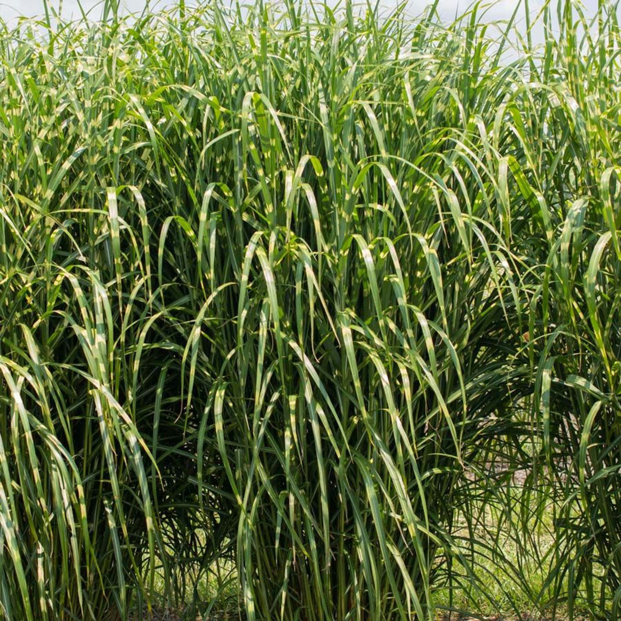 Maiden Grass Voyage A NEW! Infertile Miscanthus - Emerald Coast Growers