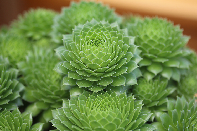 Succulents: All the Juicy Details - Emerald Coast Growers