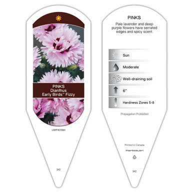 Dianthus Early Bird Fizzy sturdy plant id tag with description, picture ...