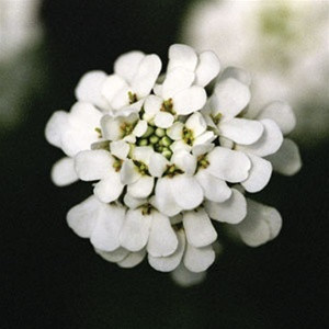 Iberis Purity liners from Emerald Coast Growers