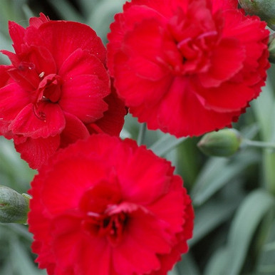 Dianthus Early Bird Radiance liners from Emerald Coast Growers