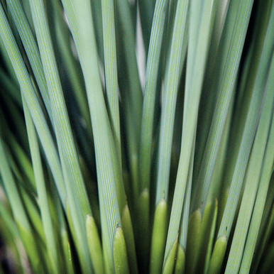 Juncus inflexus Blue Arrows liners from Emerald Coast Growers