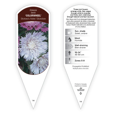 Stokesia Colorwheel sturdy plant id tag with description, picture, and ...