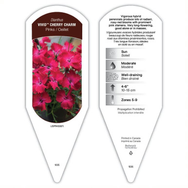 Dianthus Vivid Cherry Charm sturdy plant id tag with description ...