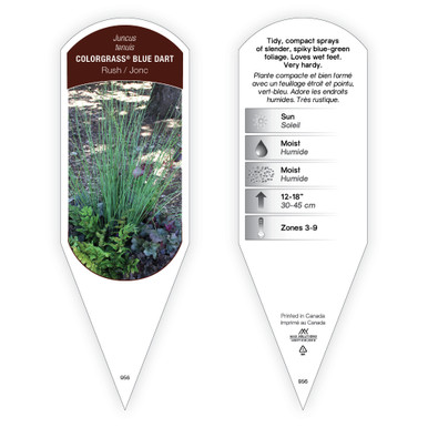 Juncus Blue Dart sturdy plant id tag with description, picture, and ...
