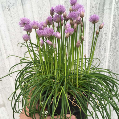 Allium Chivette liners from Emerald Coast Growers