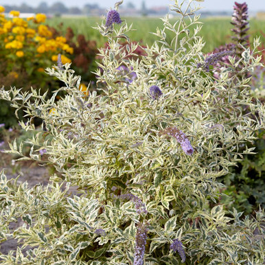 Buddleia Butterfly Gold liners from Emerald Coast Growers