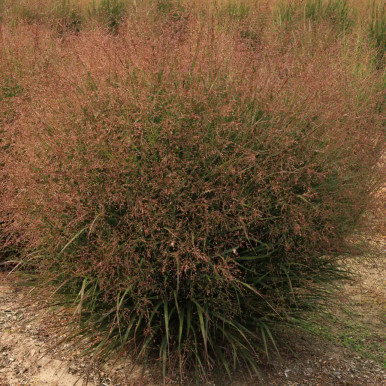 Panicum Dream Catcher Tumbleweed liners from Emerald Coast Growers