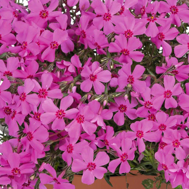 Phlox Spring Pink liners from Emerald Coast Growers