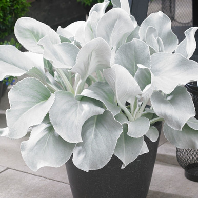 Senecio Angel Wings liners from Emerald Coast Growers